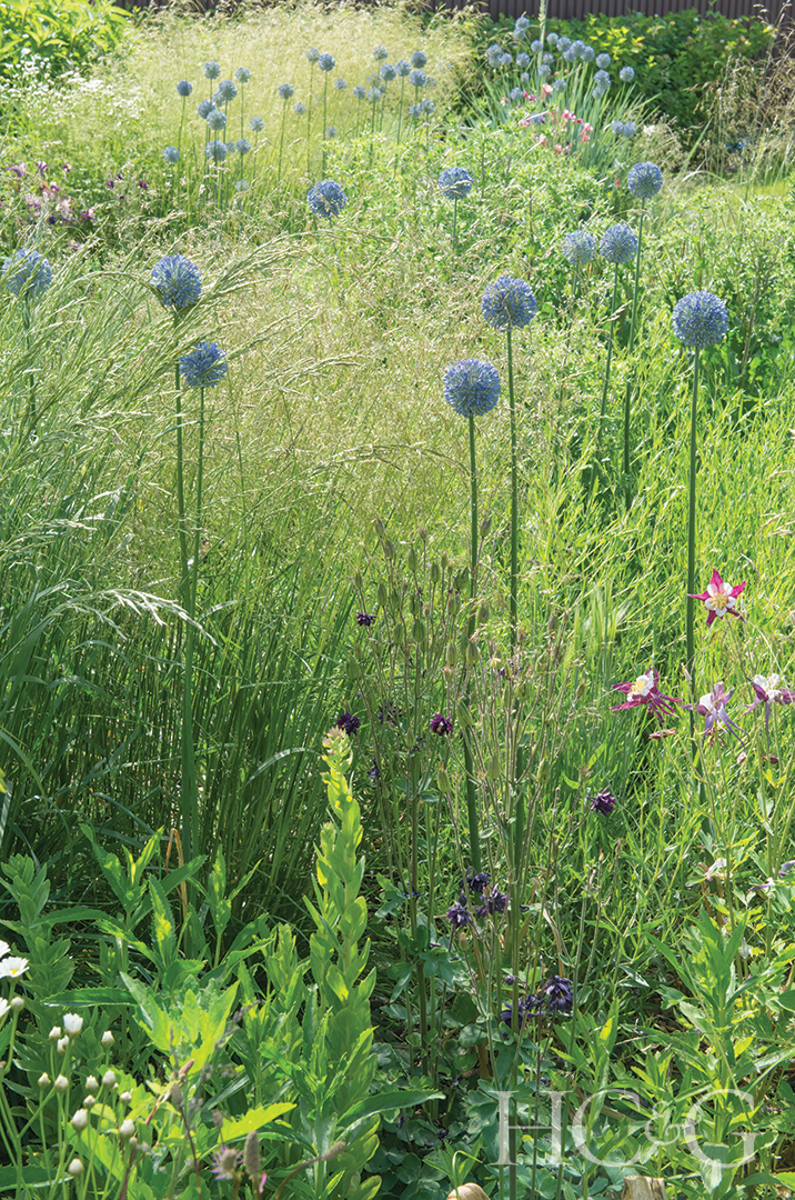 Explore the Many Benefits of Ground Covers - Cottages & Gardens