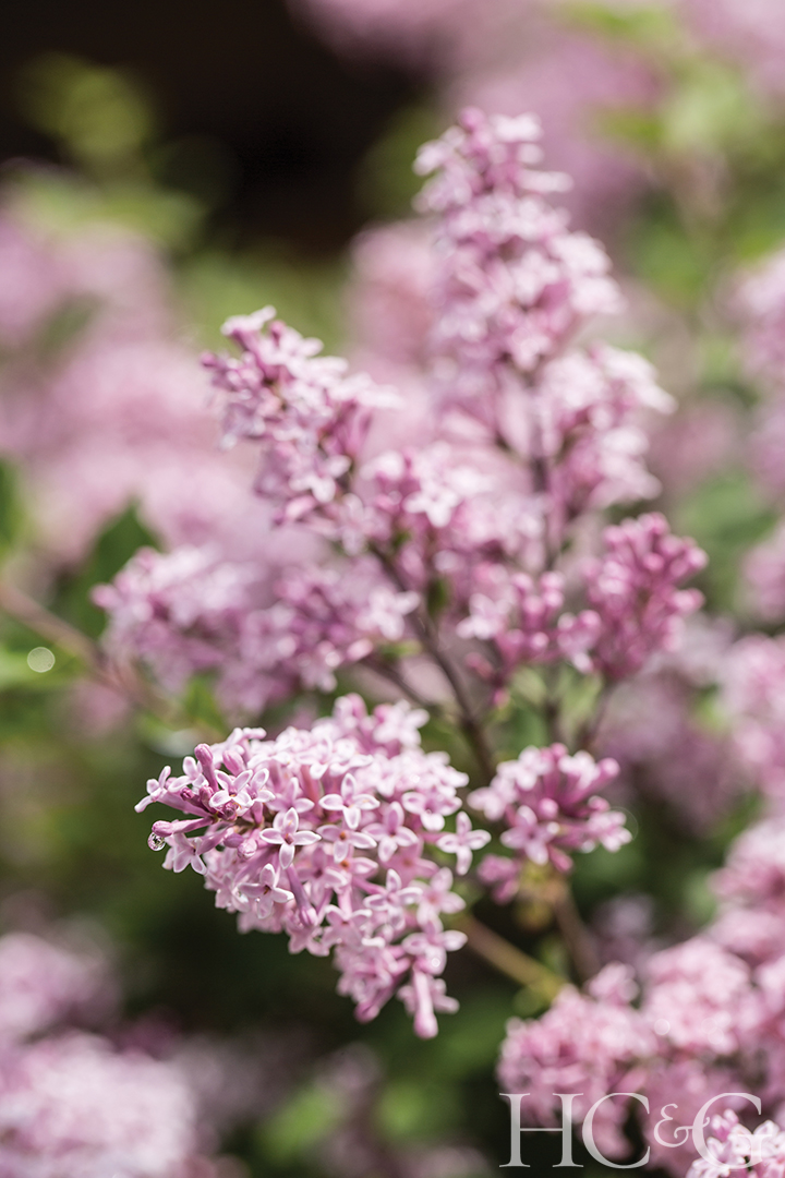 Six Classic Lilacs For Your Summer Garden - Cottages & Gardens