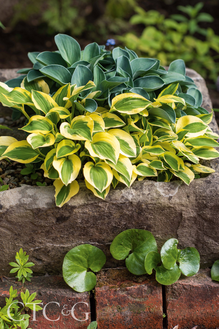 Explore a Litchfield Property Rooted in its Past - Cottages & Gardens