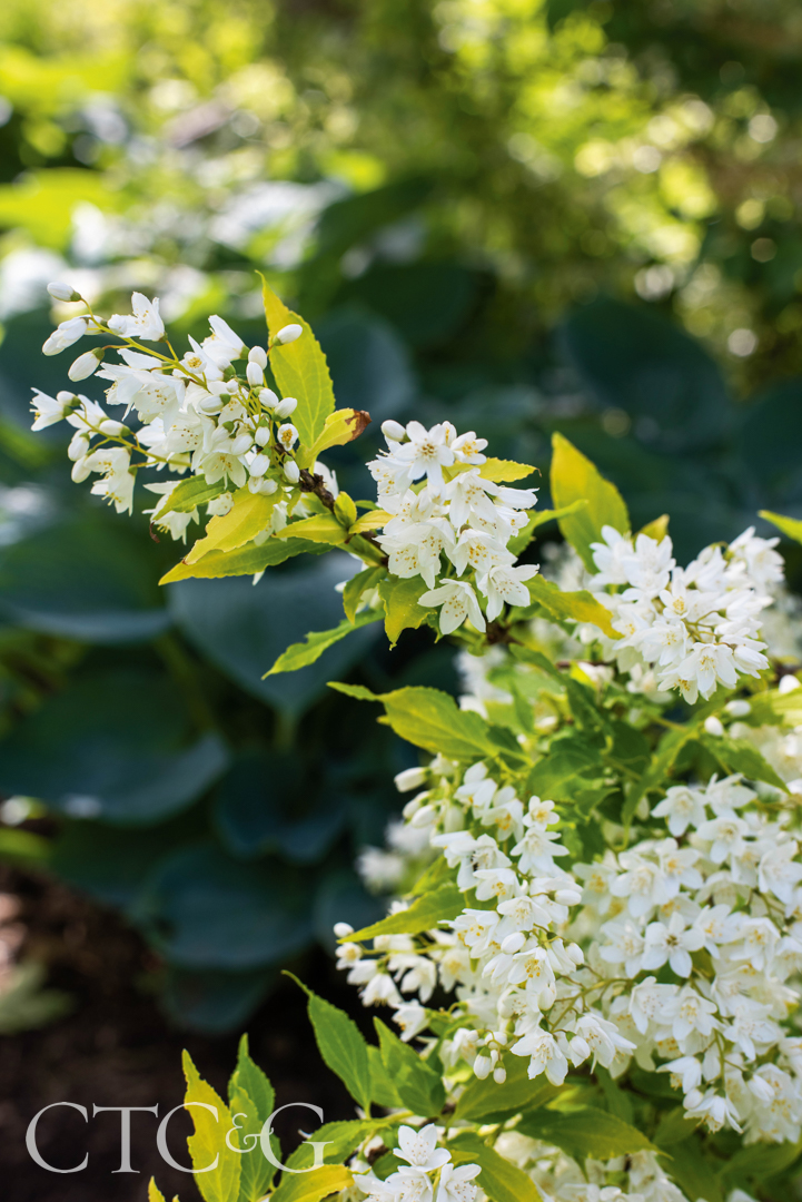 Explore a Litchfield Property Rooted in its Past - Cottages & Gardens