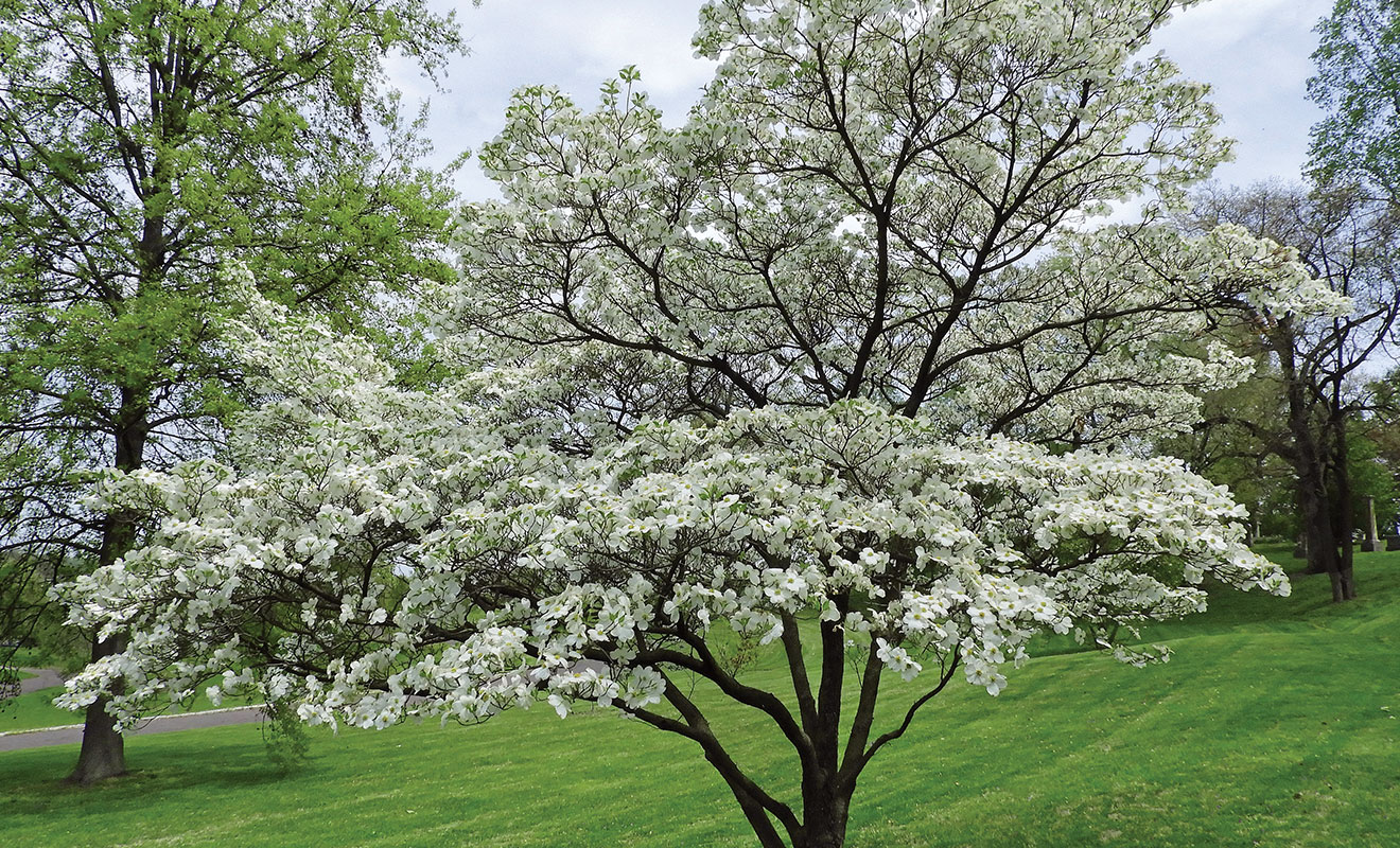 Six Small-Scale Trees - Cottages & Gardens