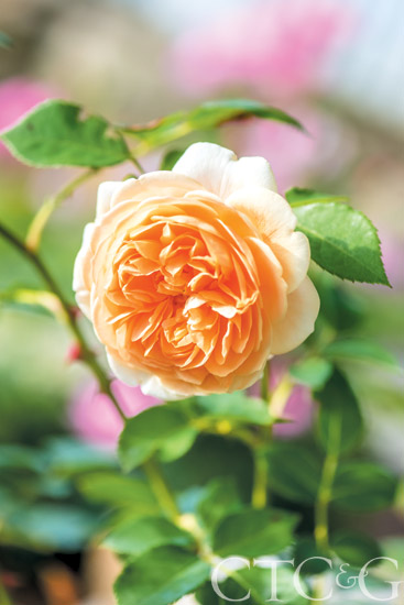 A Series of Terraces and Russell Page-Inspired Landscaping Perform ...